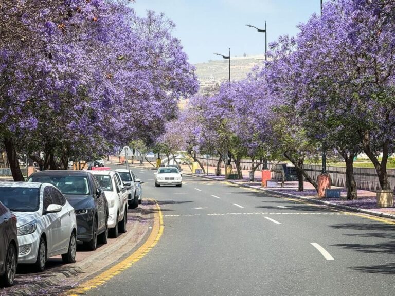 14 Best Things To Do In Abha, Saudi Arabia - Middle East Journeys